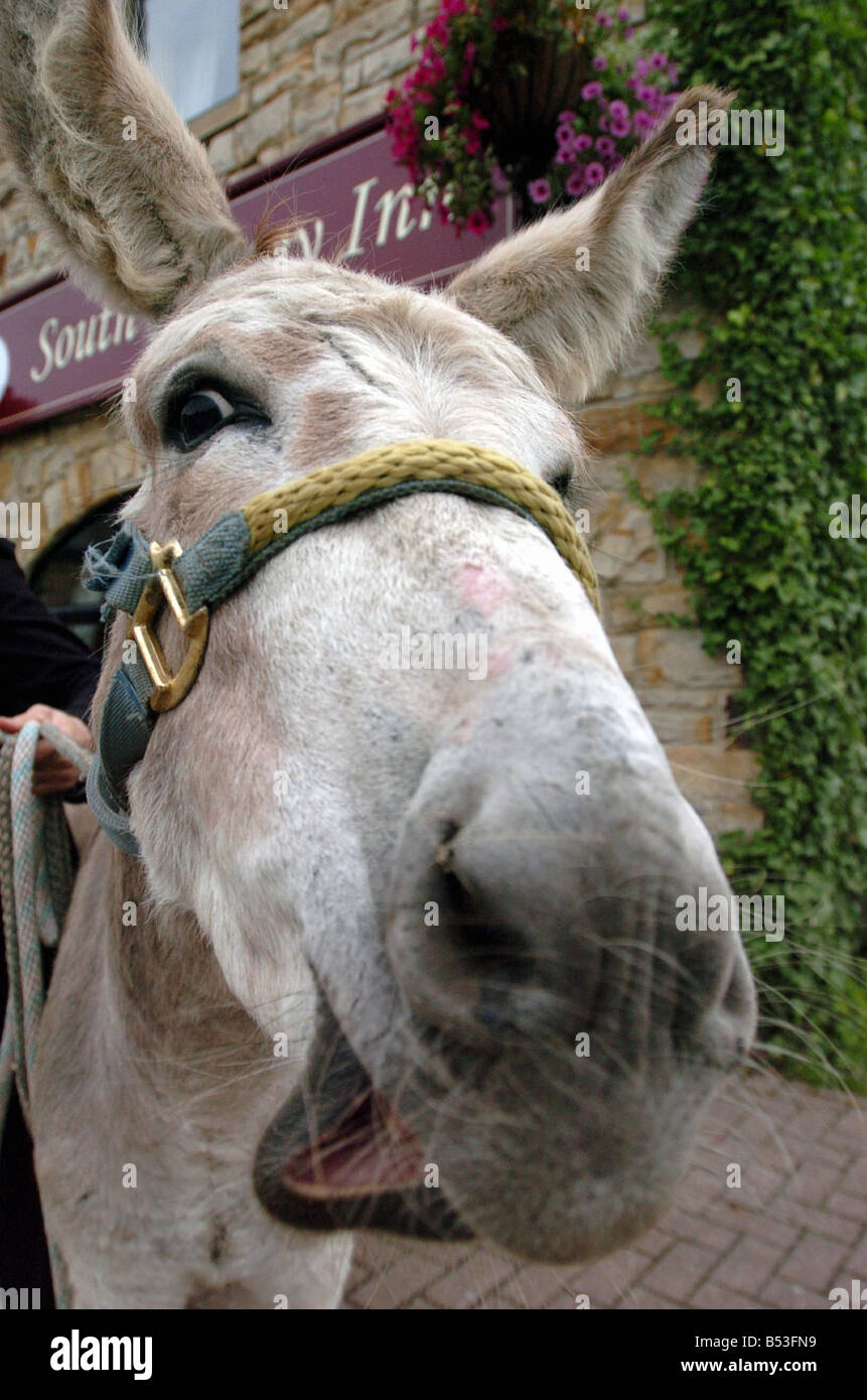 Seamus the donkey Stock Photo - Alamy
