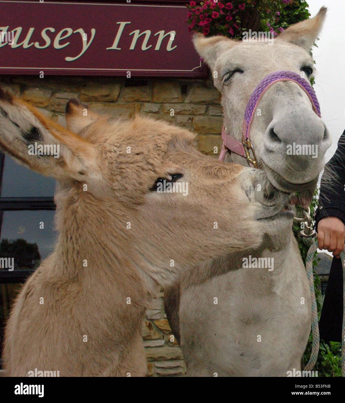 Donkeys Lizzie and Rex Stock Photo - Alamy