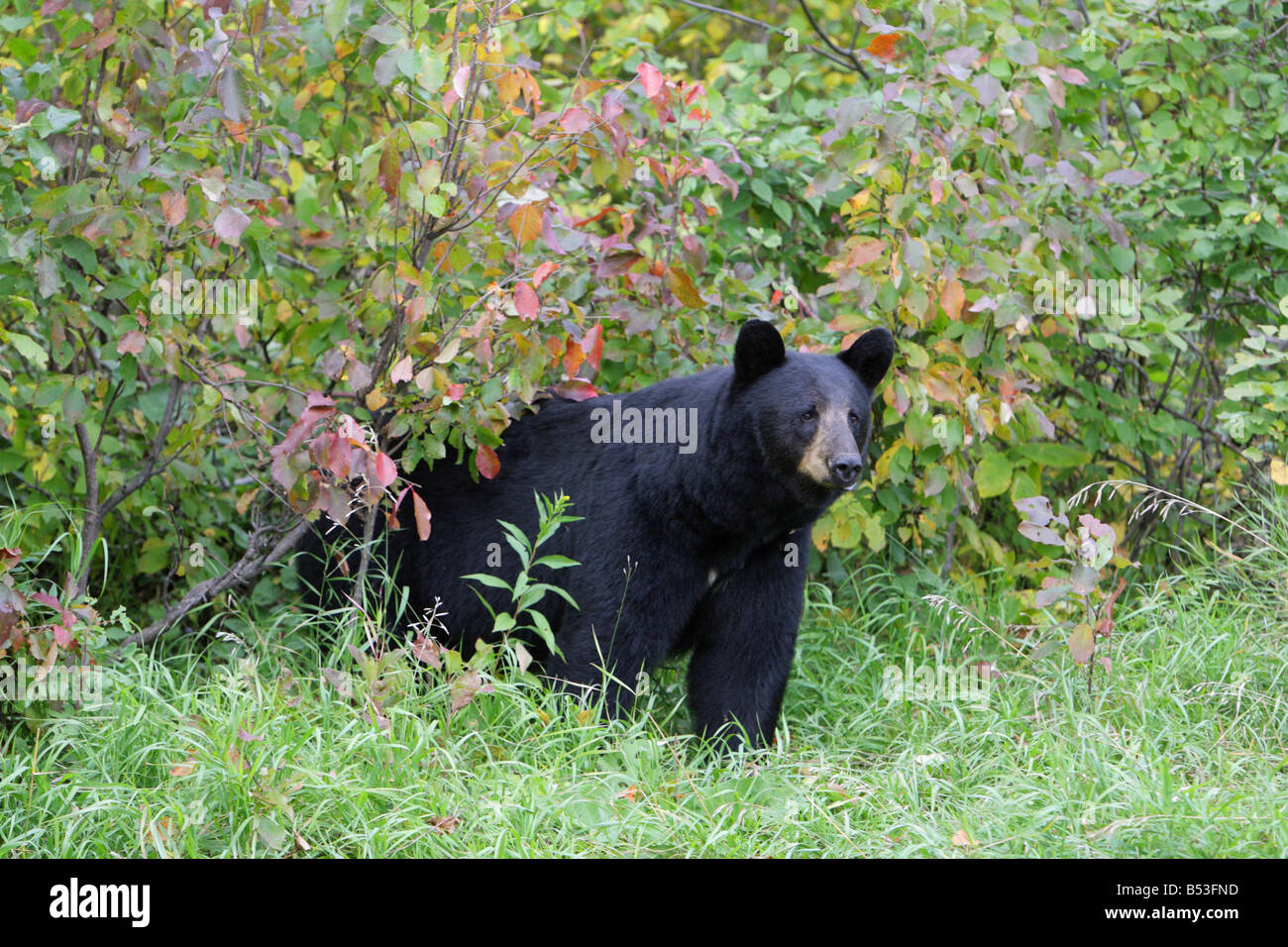 Black Bear Ursus americanus cub walking out from some aspen bushes in ...