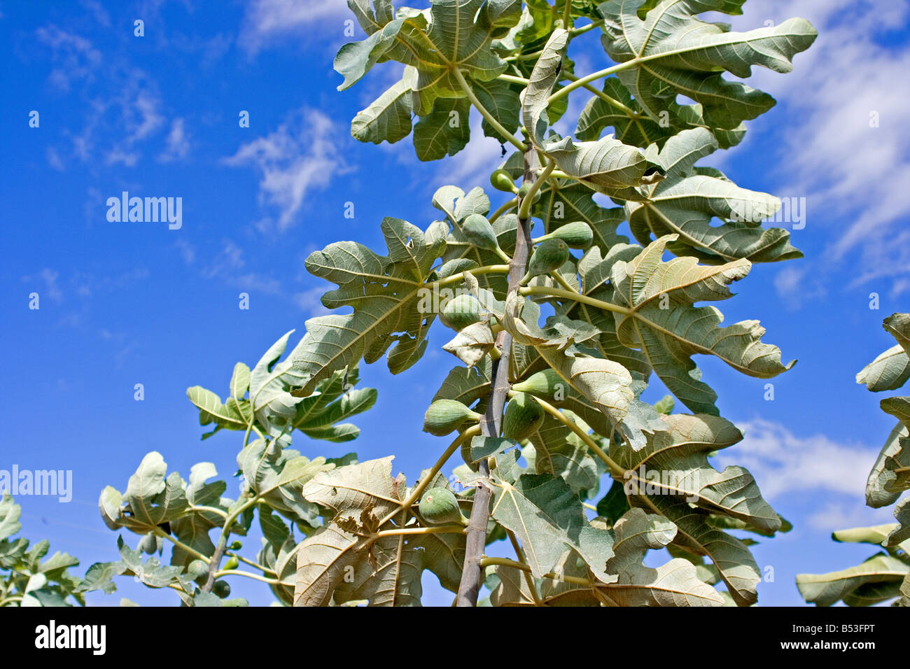 Fig tree plantation hi-res stock photography and images - Alamy
