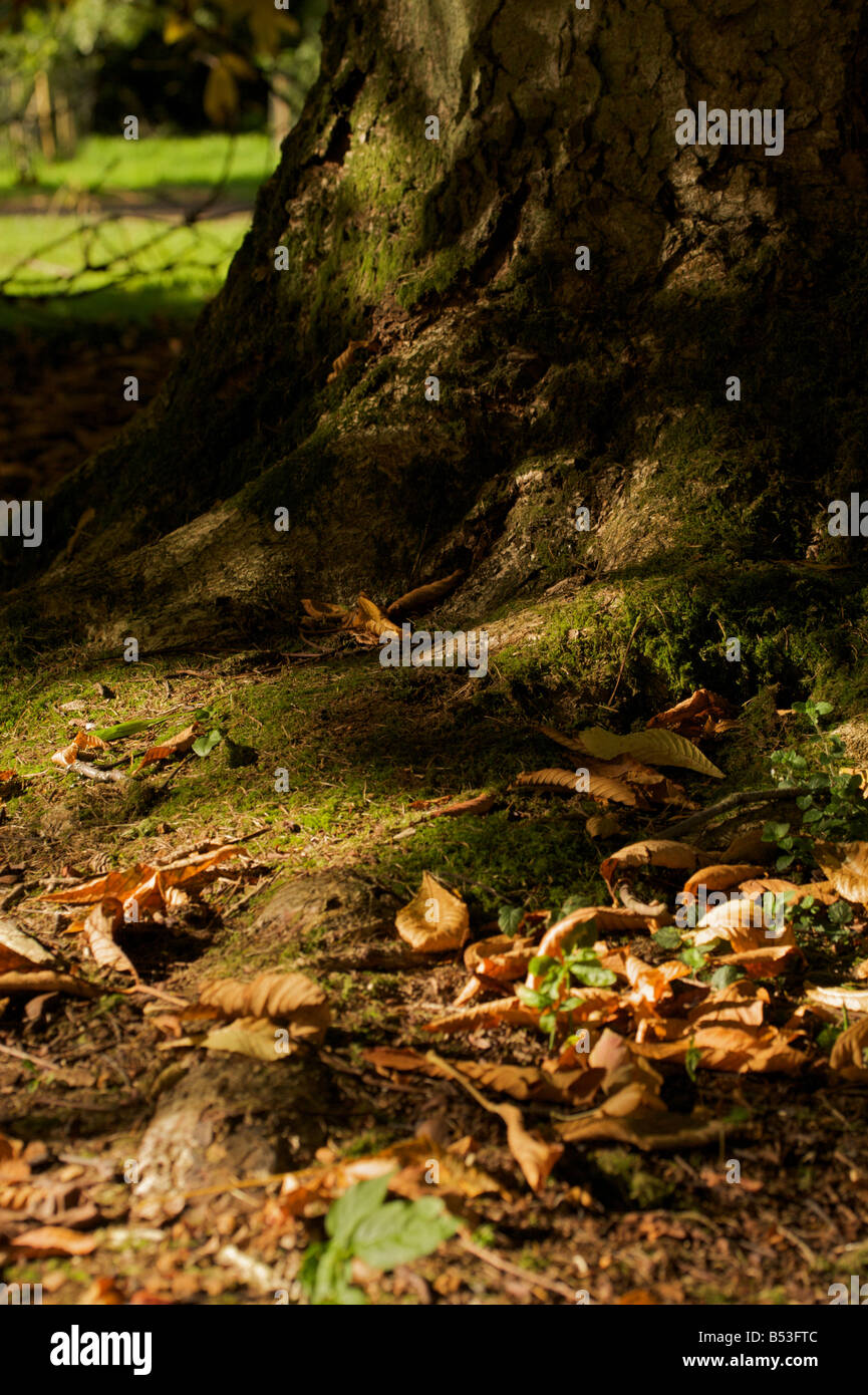 Roots and shadow of trees hi-res stock photography and images - Alamy