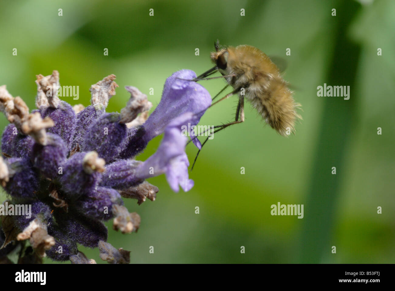 Bombylius major in flight hi-res stock photography and images - Alamy