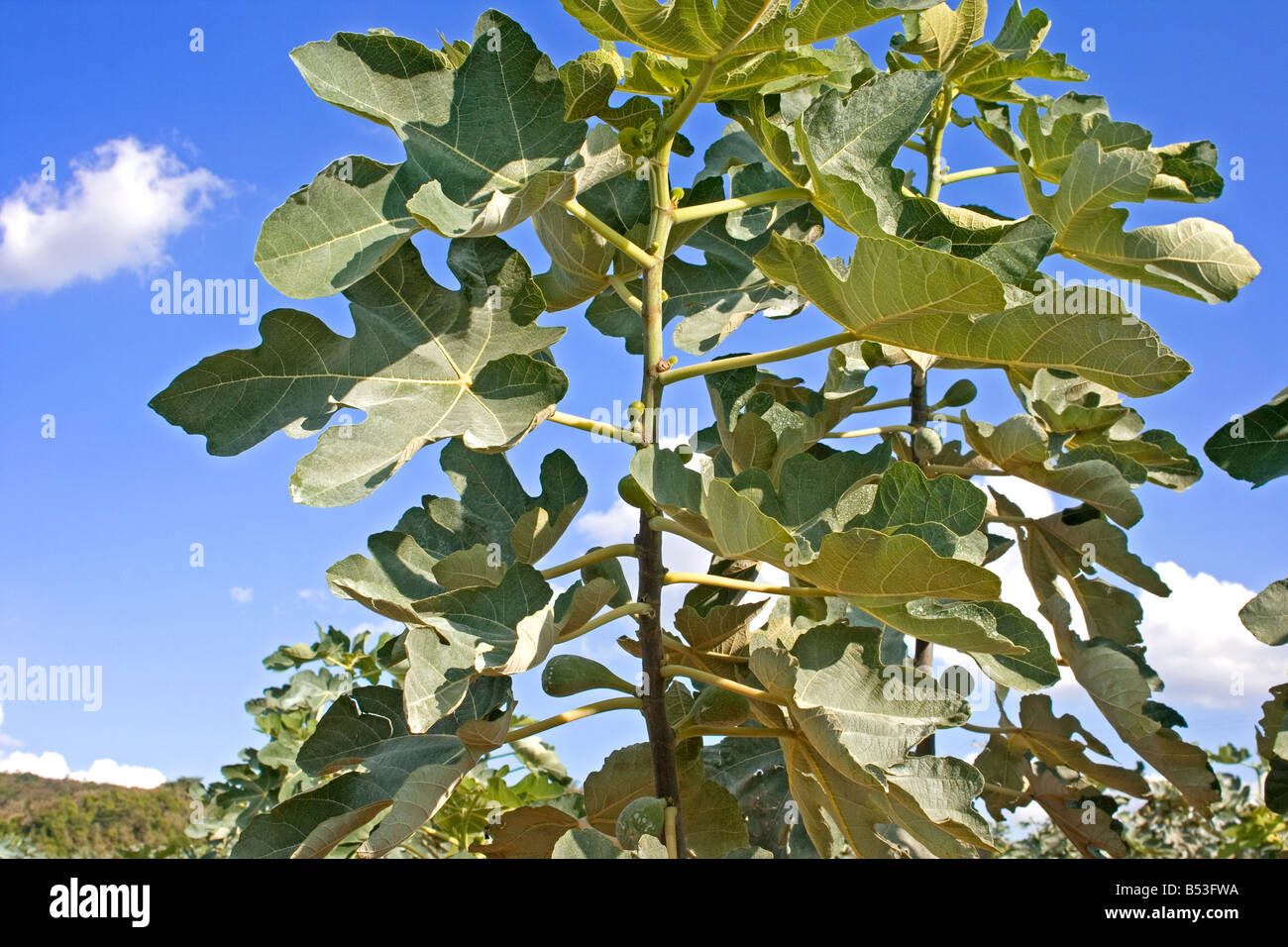 No fruit ripening fig hi-res stock photography and images - Alamy