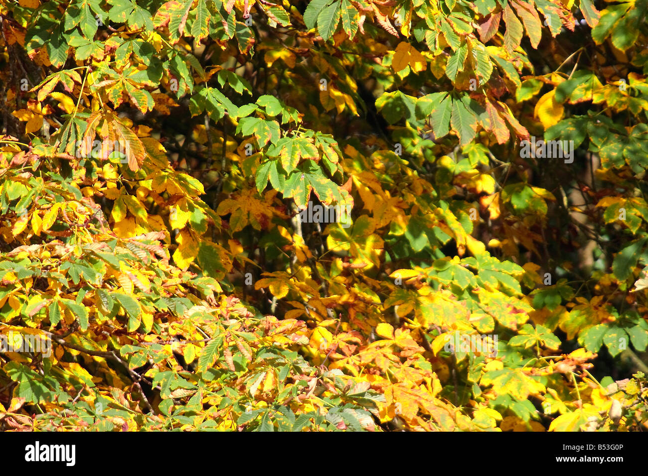 Chestnut trees in Autumn Stock Photo - Alamy