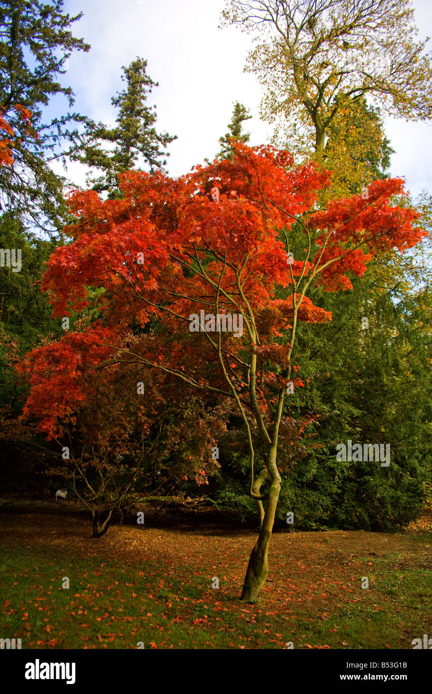 Red Specimen Maple in "Westonbirt Arboretum Stock Photo - Alamy