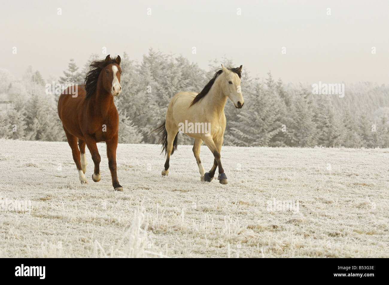 Mangalargas hi-res stock photography and images - Alamy