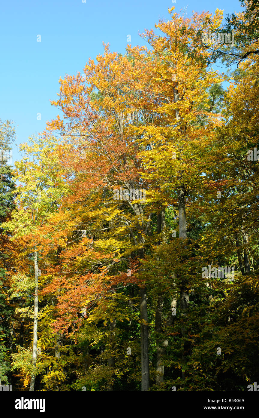 Beech trees in autumn Stock Photo - Alamy