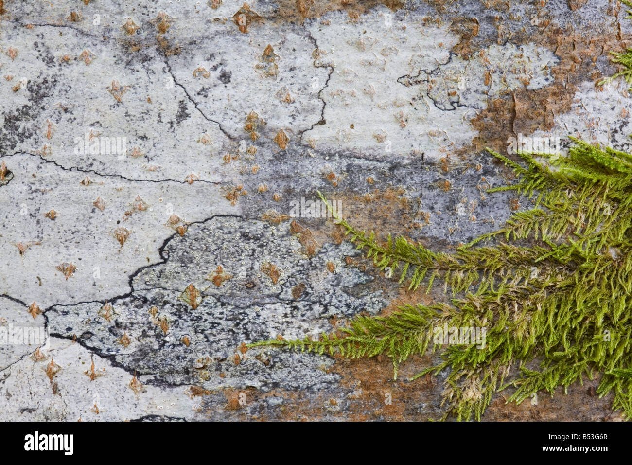 Moss and lichens on the trunk of a sycamore tree in Scotland Stock ...