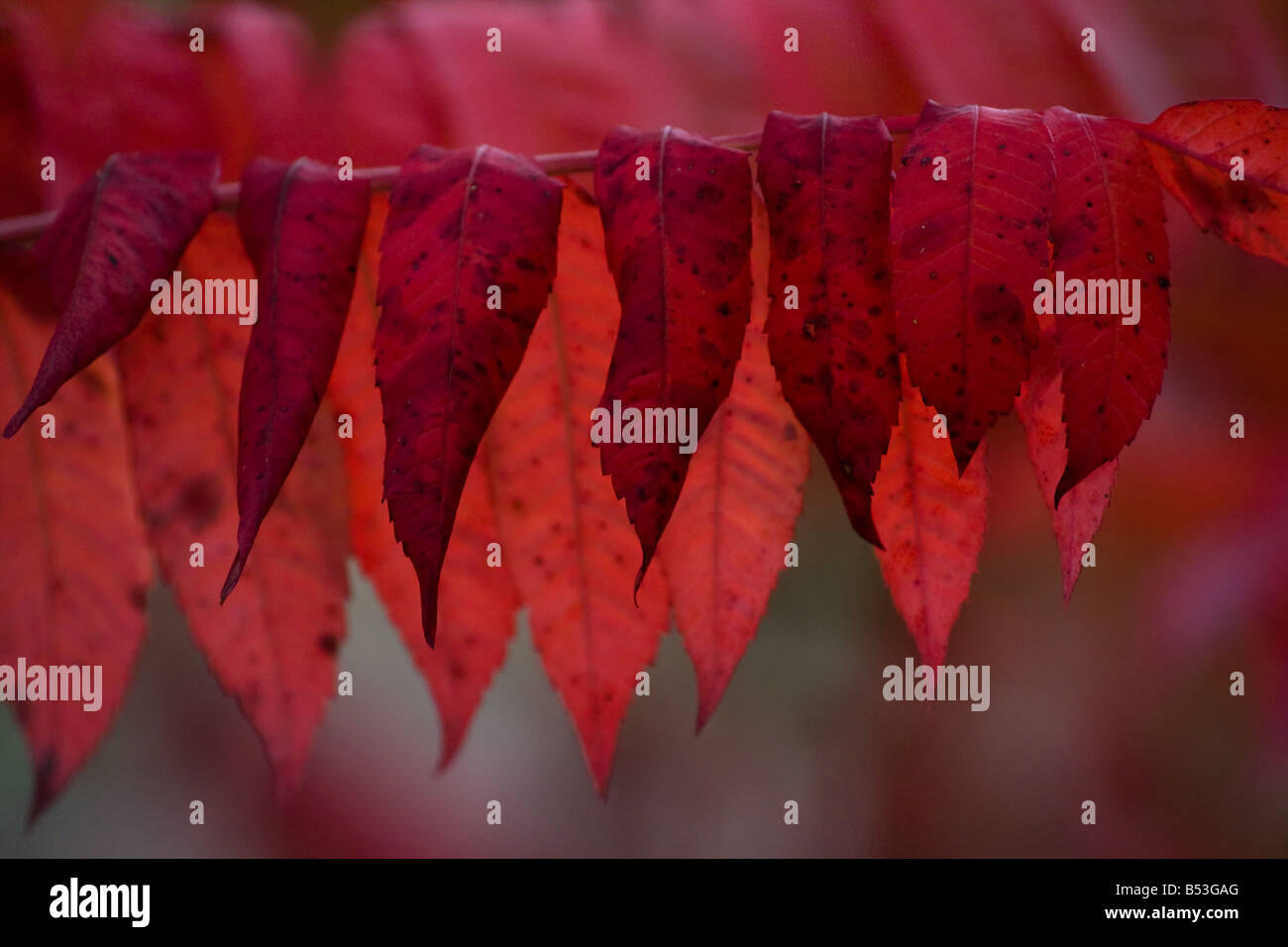 The stunning Staghorn Sumac Rhus typhina in Autumn colour Stock Photo ...