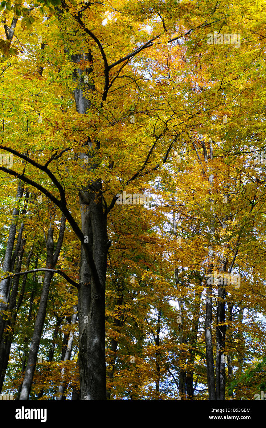 Beech trees in autumn Stock Photo - Alamy