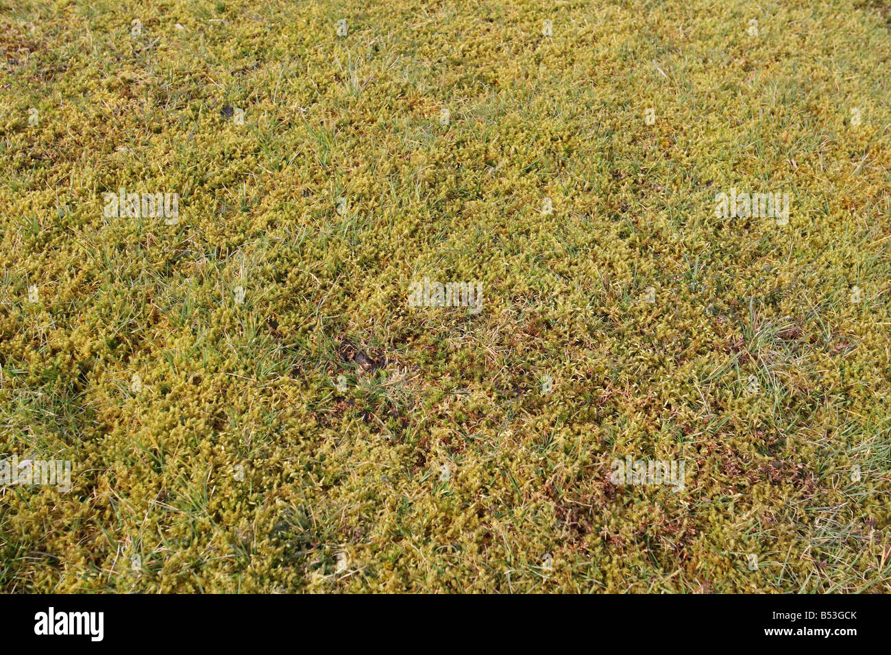 MOSS FORMS A THICK MAT ON LAWN OUT COMPETING THE GRASS Stock Photo - Alamy