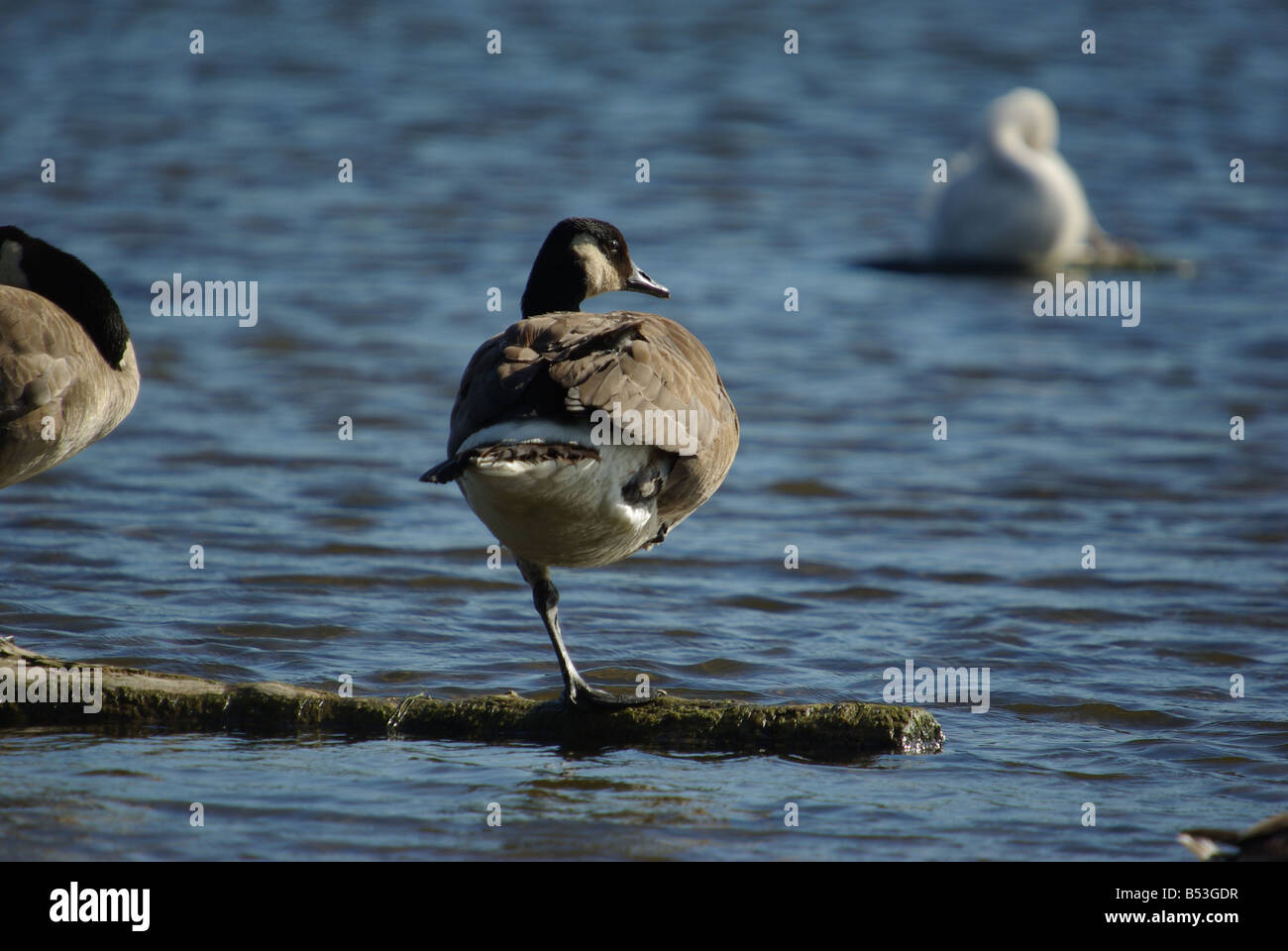 A goose resting by balancing on one foot Stock Photo - Alamy