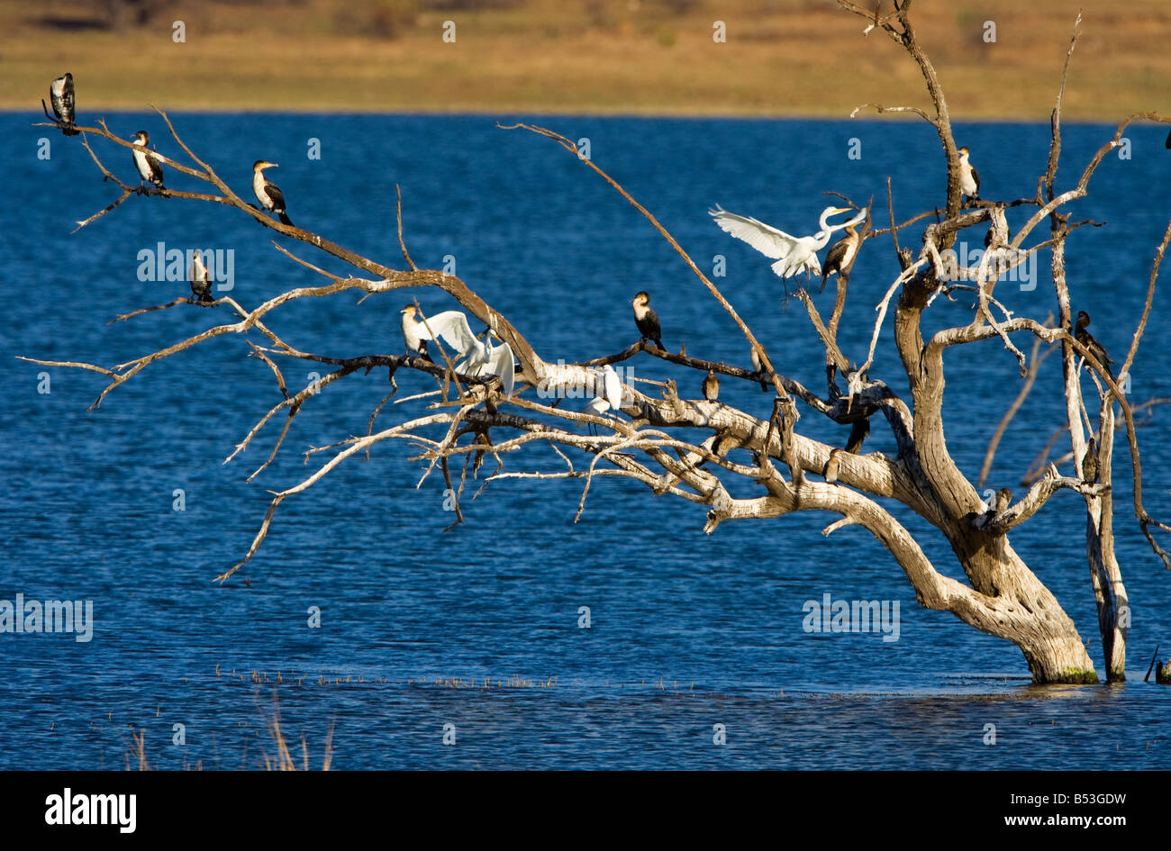 Water birds and nature hi-res stock photography and images - Alamy