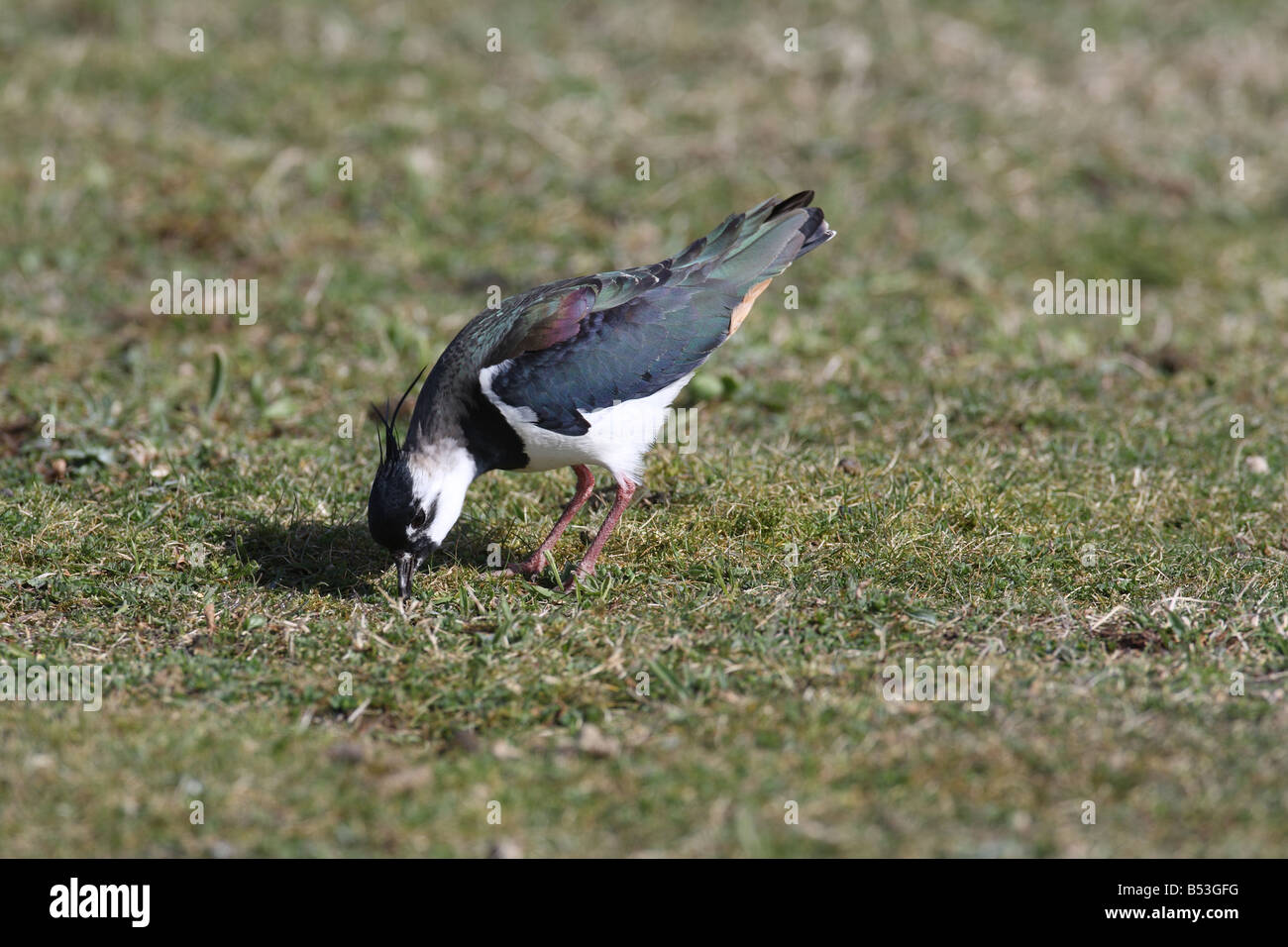 LAPWING Vanellus vanellus PROBING GROUND FOR WORMS SIDE VIEW Stock ...