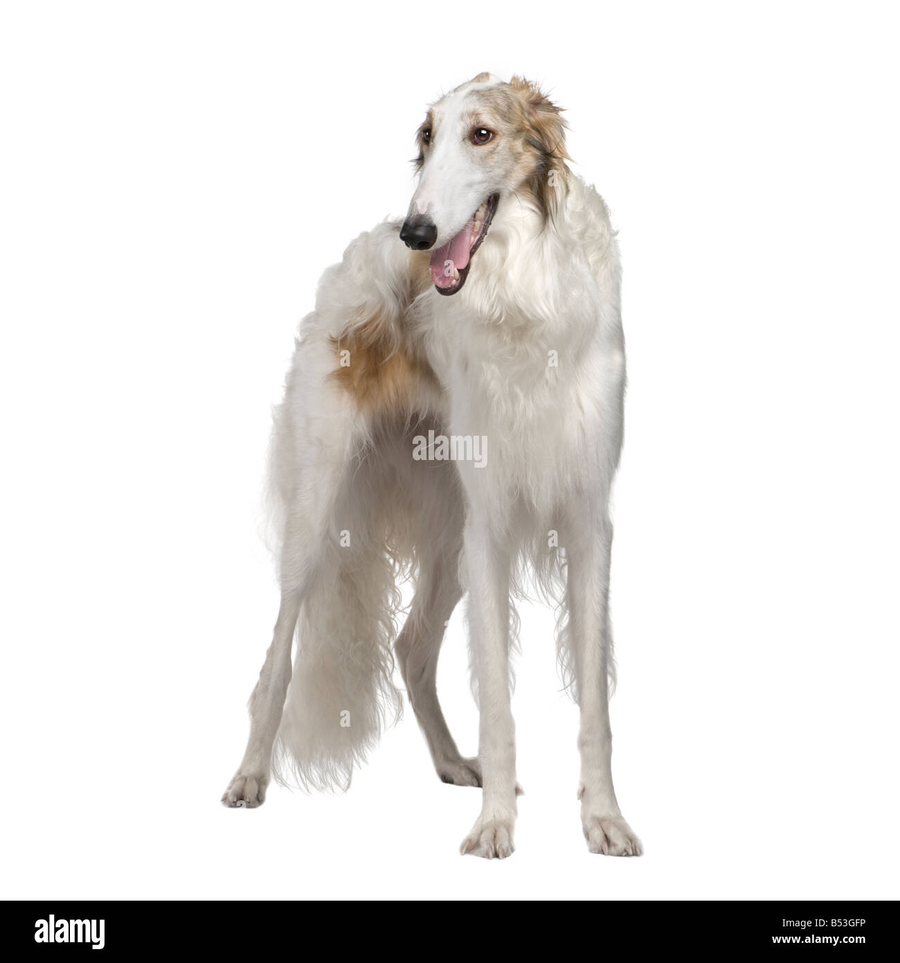 Borzoi Russian Wolfhound 15 months in front of a white background Stock ...