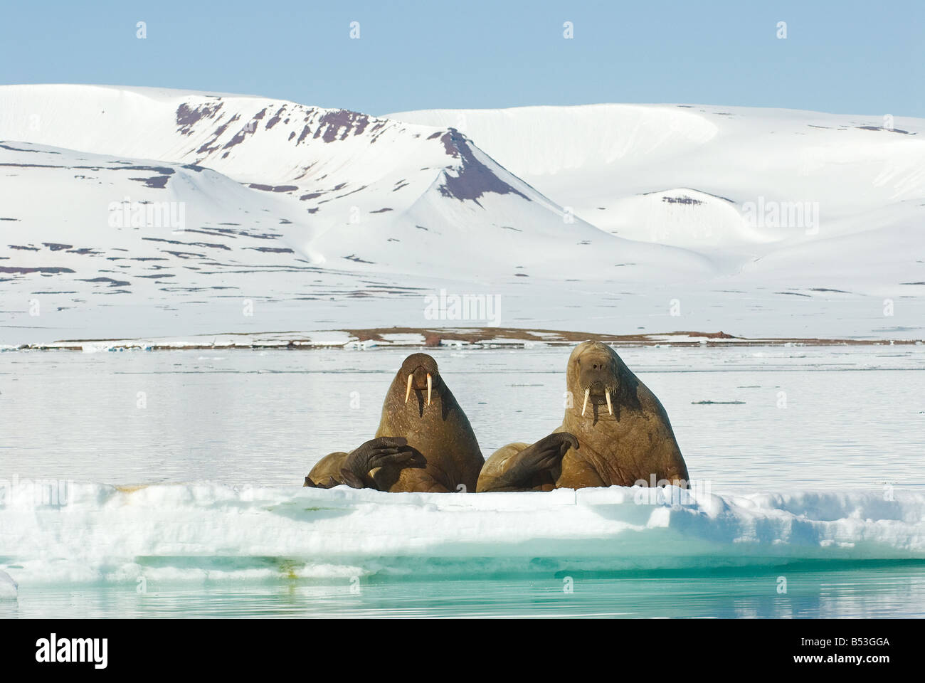 Two Walrusses High Resolution Stock Photography and Images - Alamy