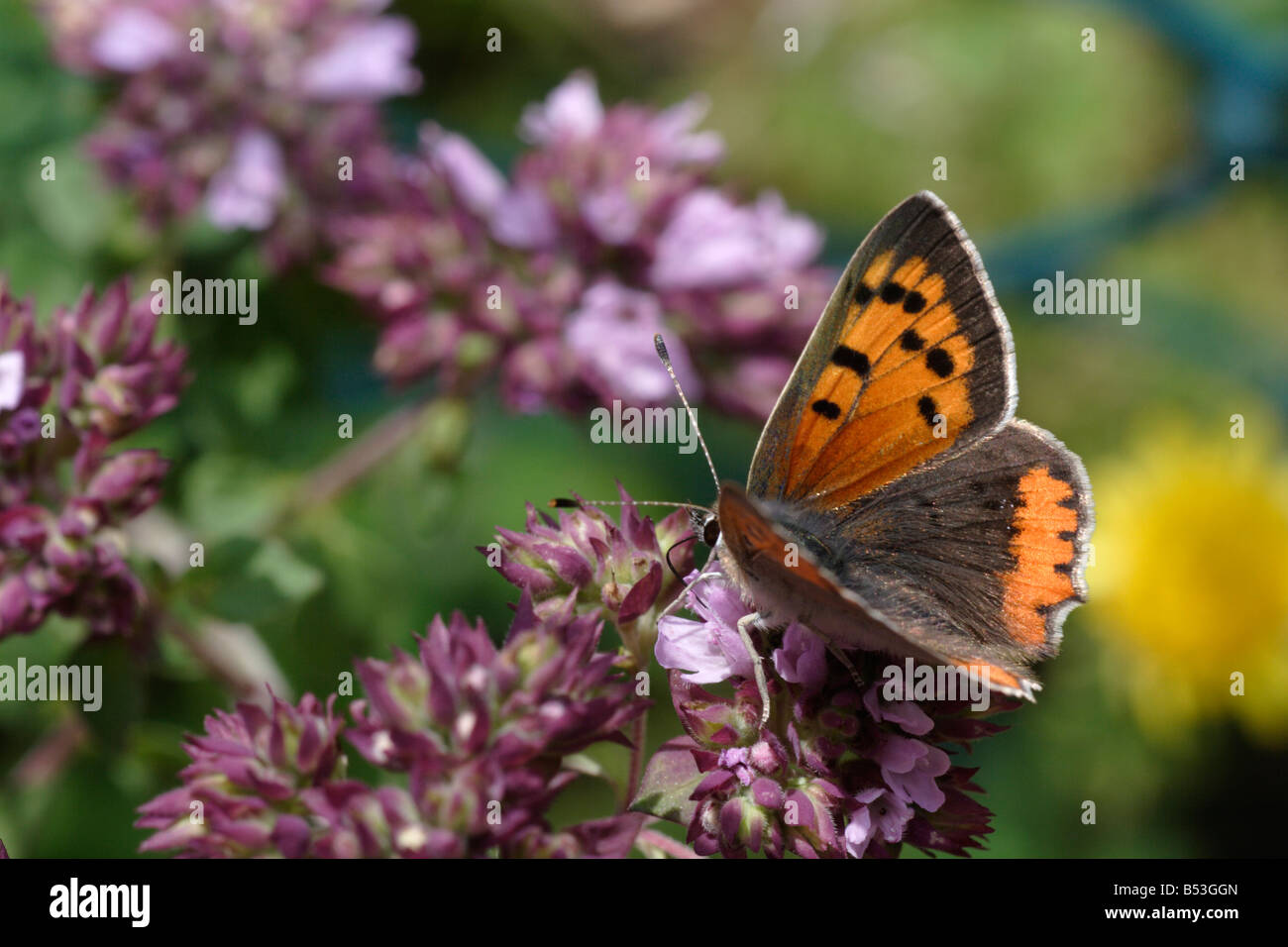 Small copper butterfly hi-res stock photography and images - Alamy