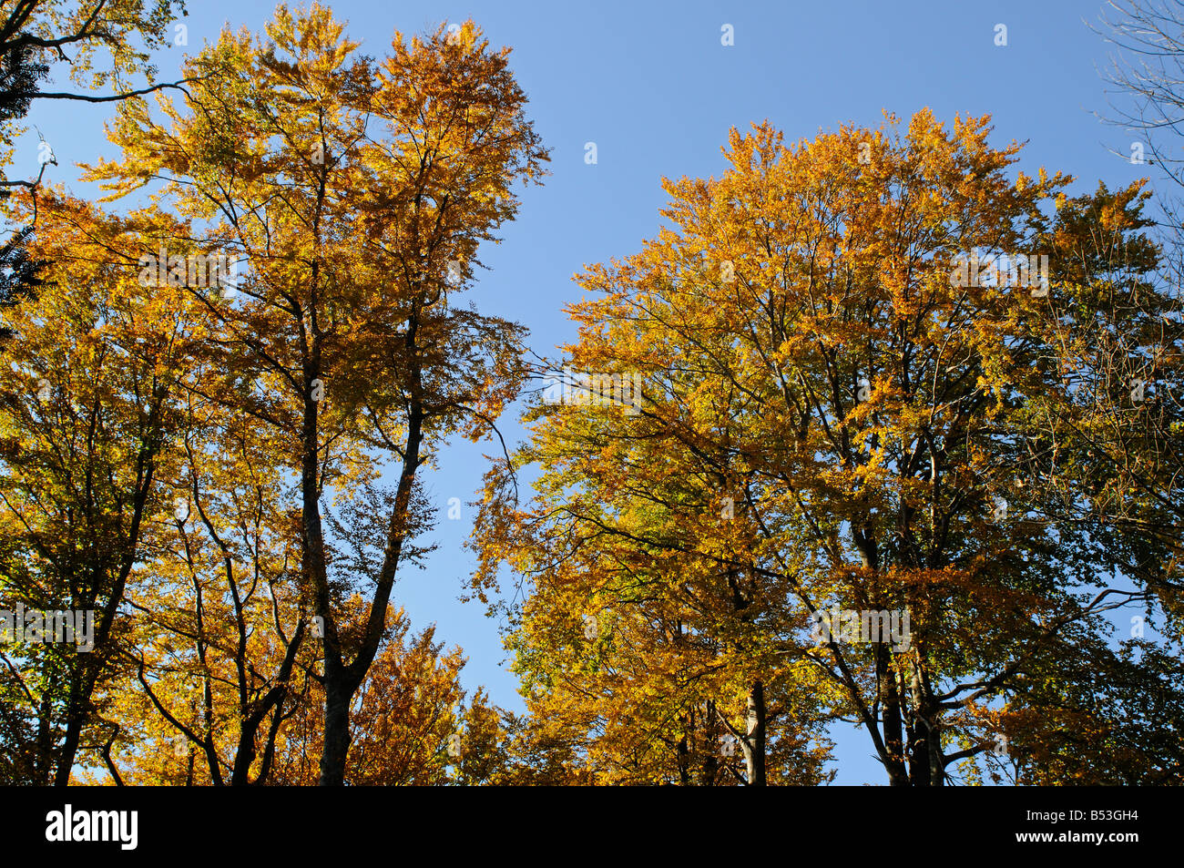 Tall beech trees hi-res stock photography and images - Alamy
