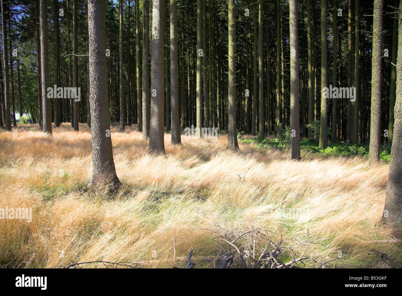 Dry open forest hi-res stock photography and images - Alamy