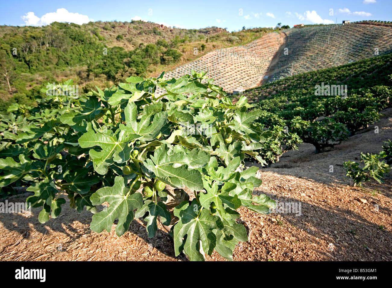 Fig plantation hi-res stock photography and images - Alamy