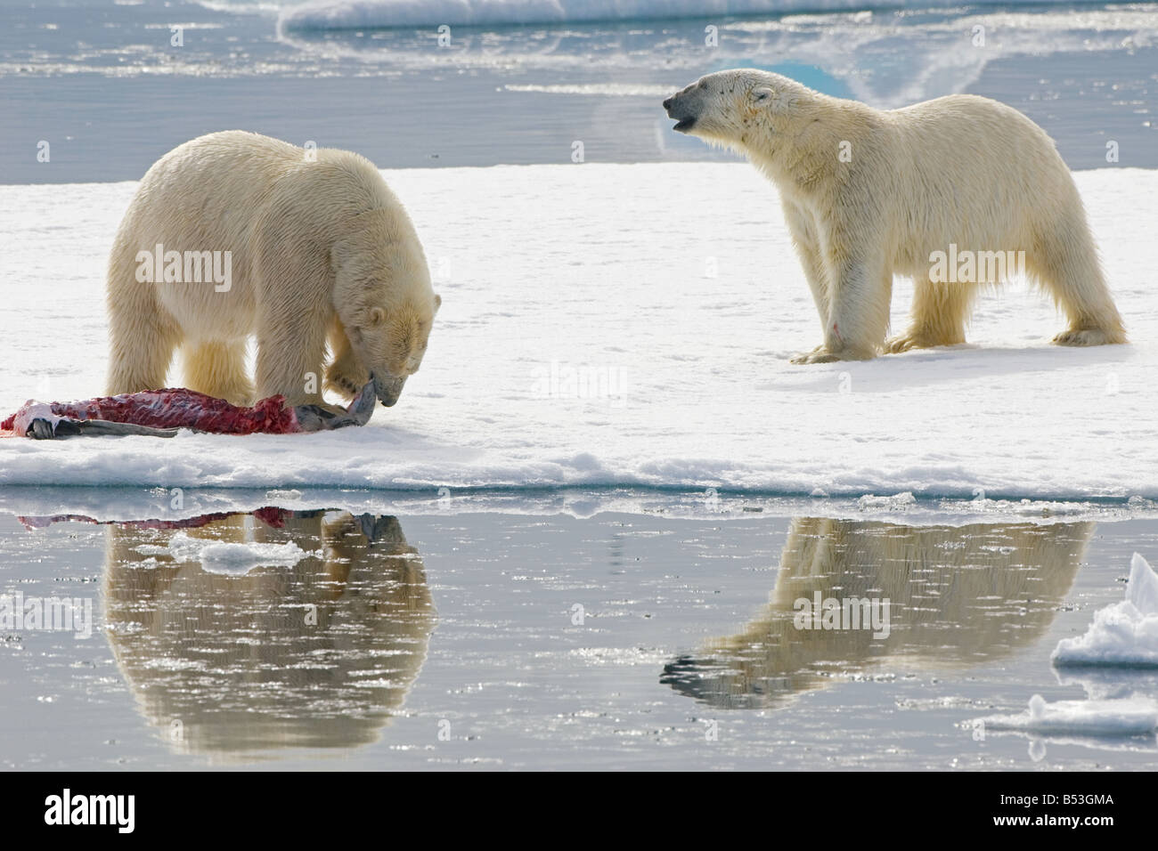 two polar bears with prey / Ursus maritimus Stock Photo - Alamy
