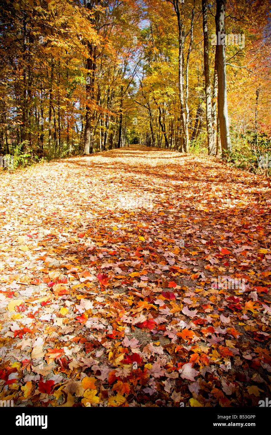 Beautiful autumn trail with bright orange leaves and trees Stock Photo ...