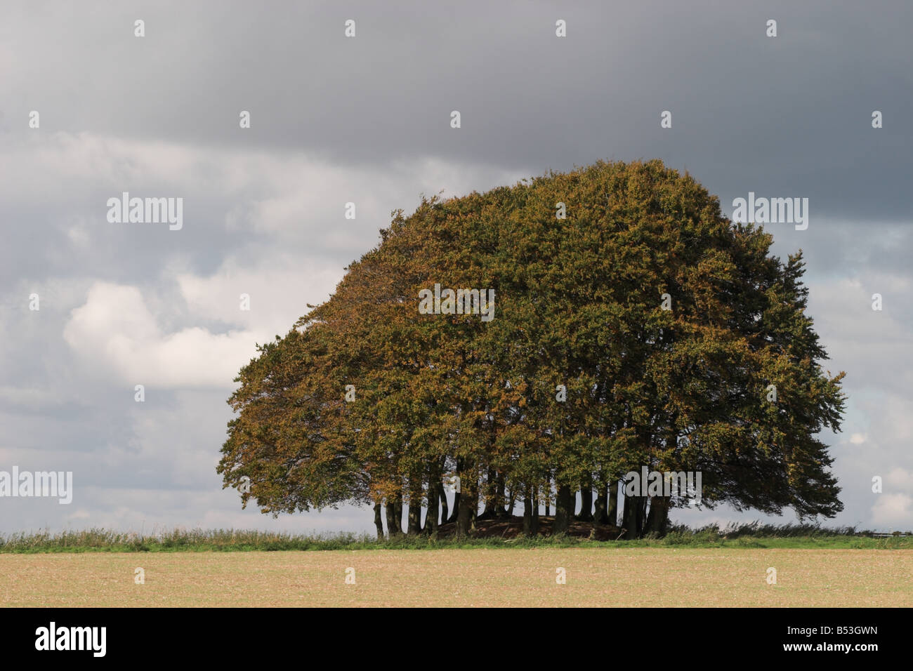 Copse of Beech Trees along The Ridgeway National Trail near Marlborough ...