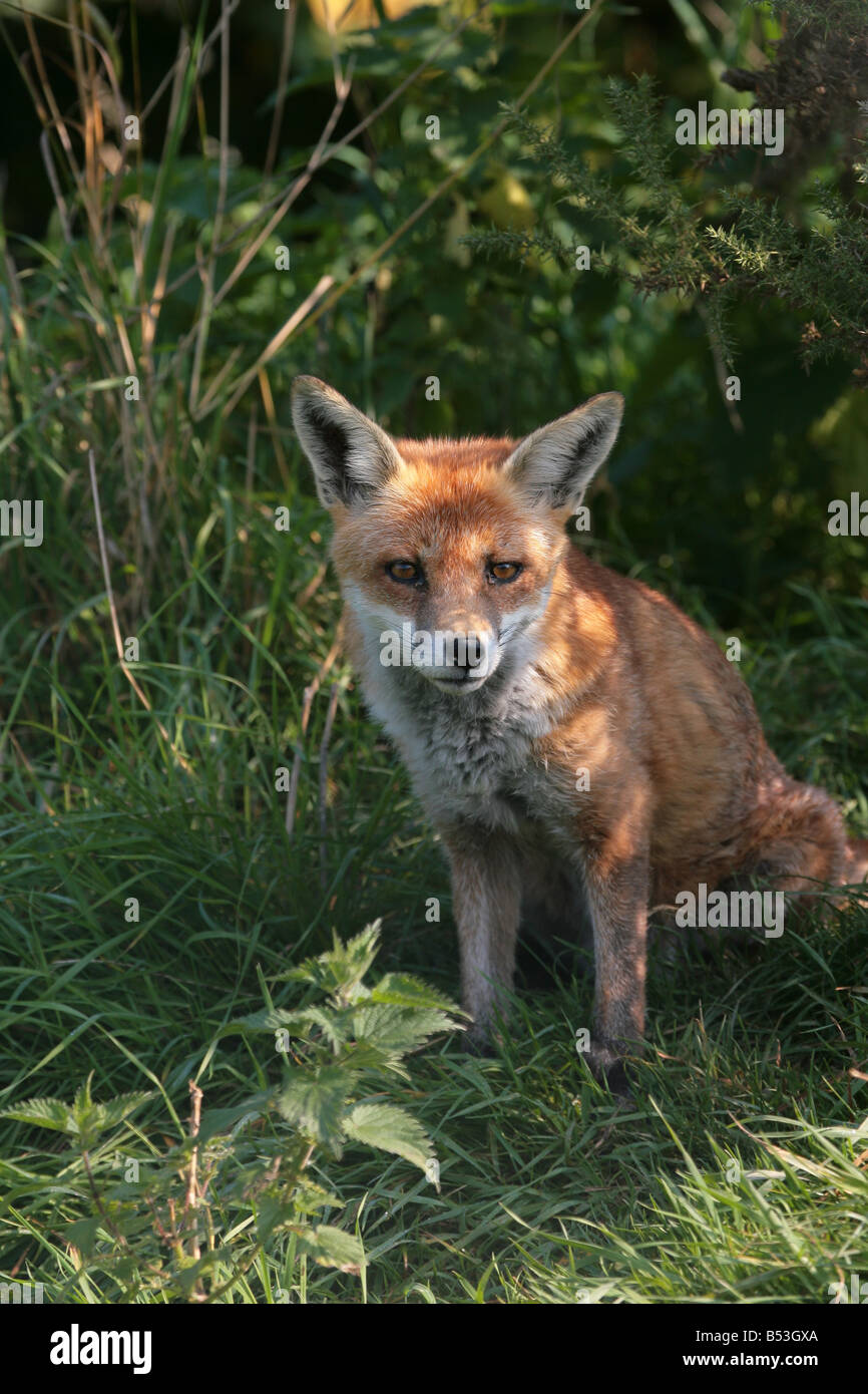 Red fox Vulpes vulpes Stock Photo - Alamy