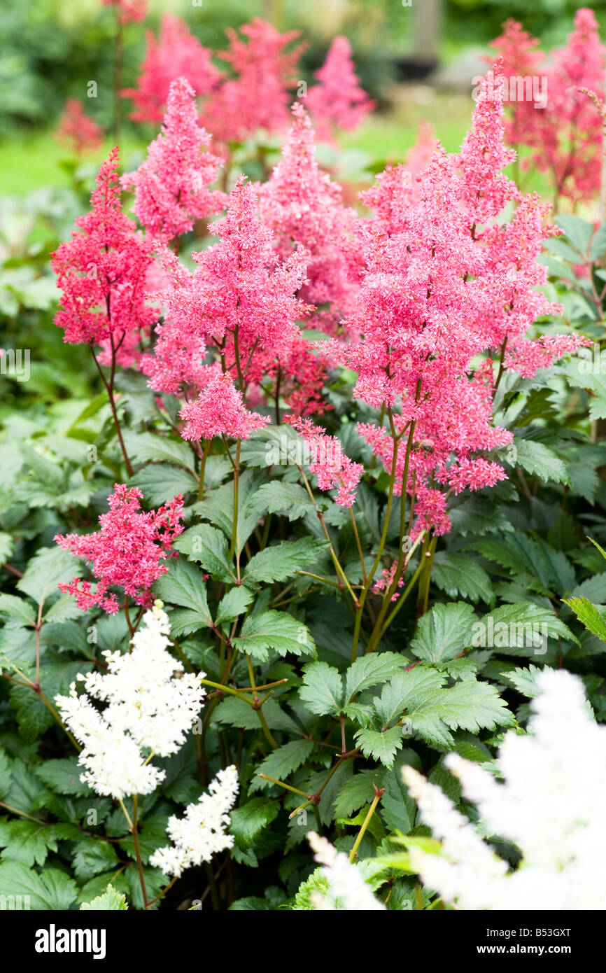 Astilbe japonica 'Vesuvius' Stock Photo - Alamy
