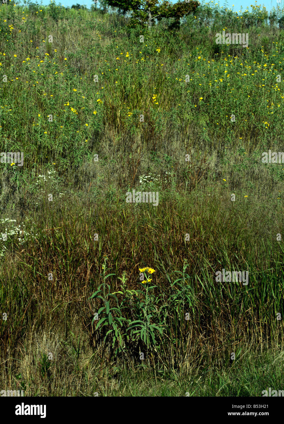 Prairie flowers and grass on hillside Stock Photo - Alamy