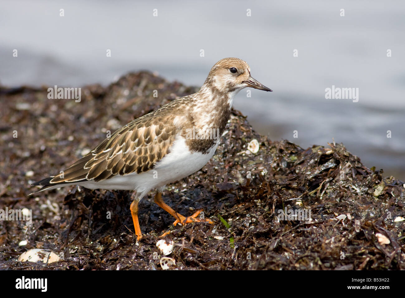 Juvenile ruddy turnstone hi-res stock photography and images - Alamy