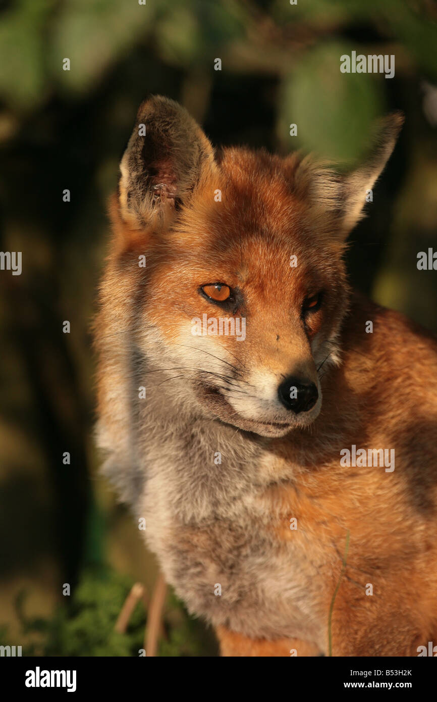 Red fox Vulpes vulpes Stock Photo - Alamy