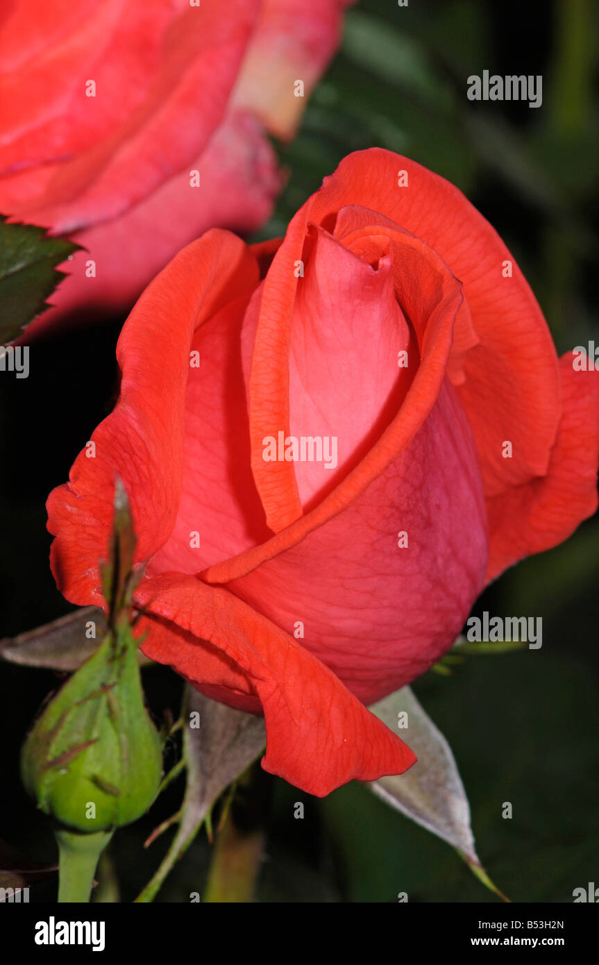 newly opened Red rose Stock Photo - Alamy