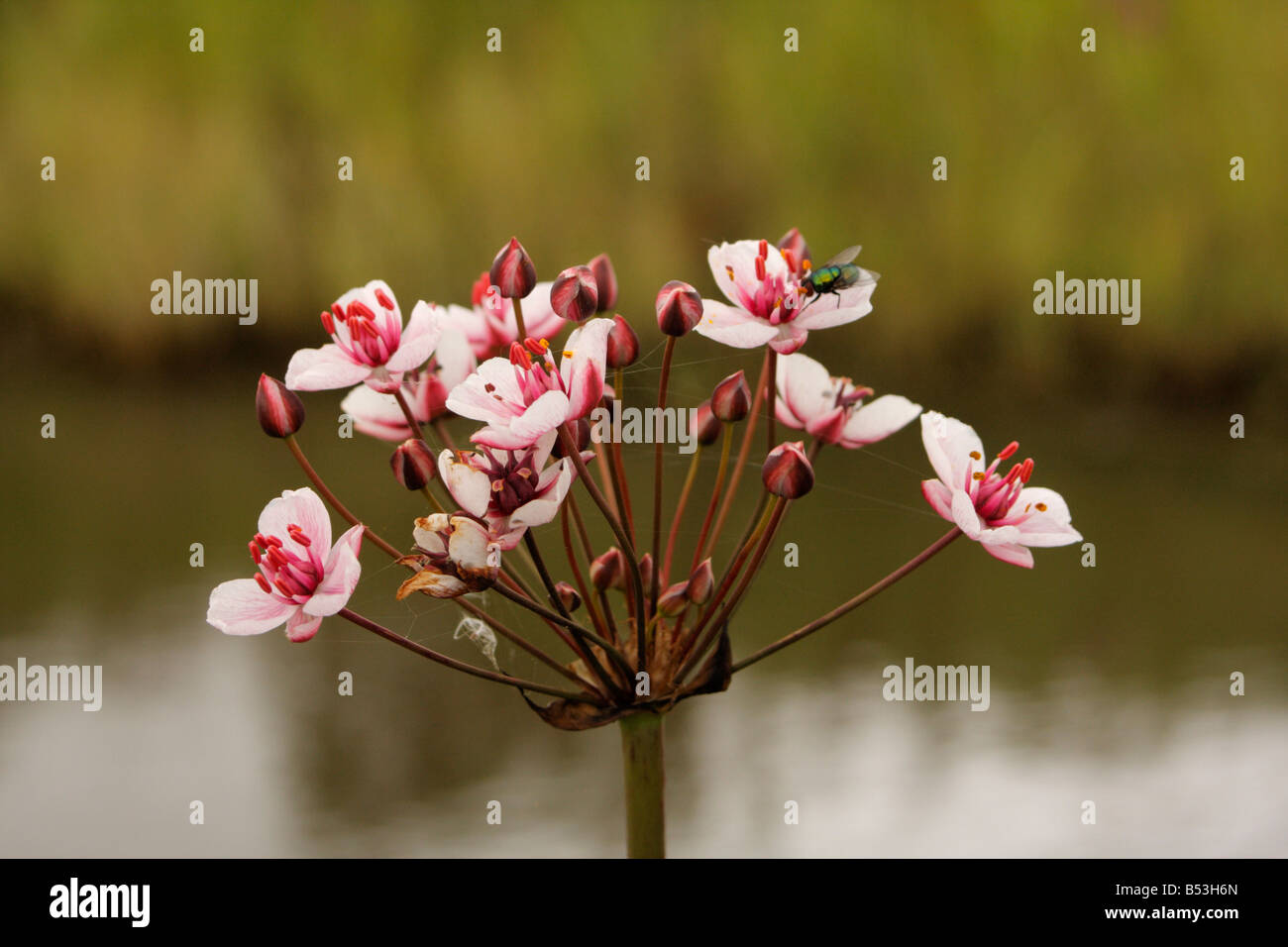 Flowering Rush, Butomus umbellatus, in flower by a stream Stock Photo ...