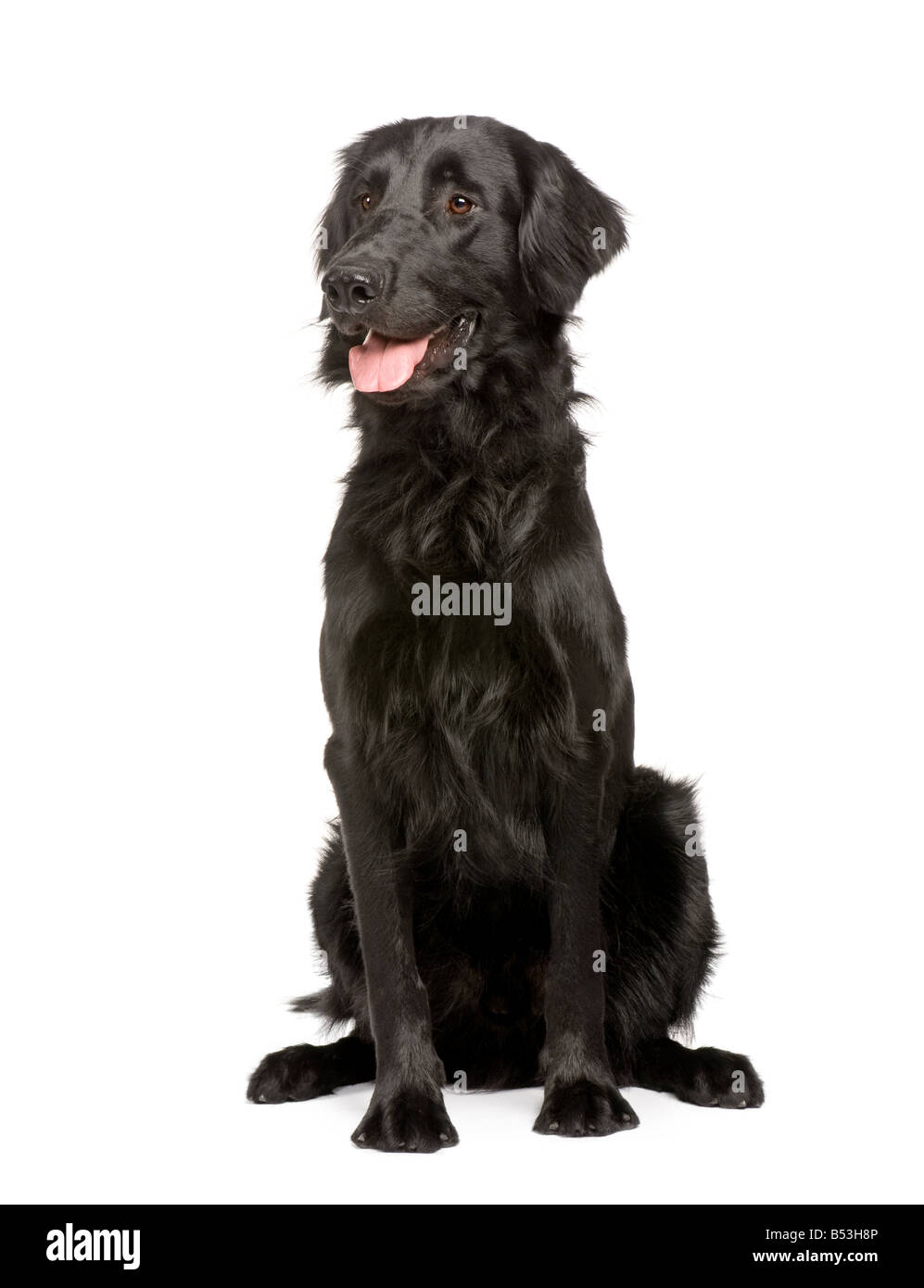 Black labrador hi-res stock photography and images - Alamy