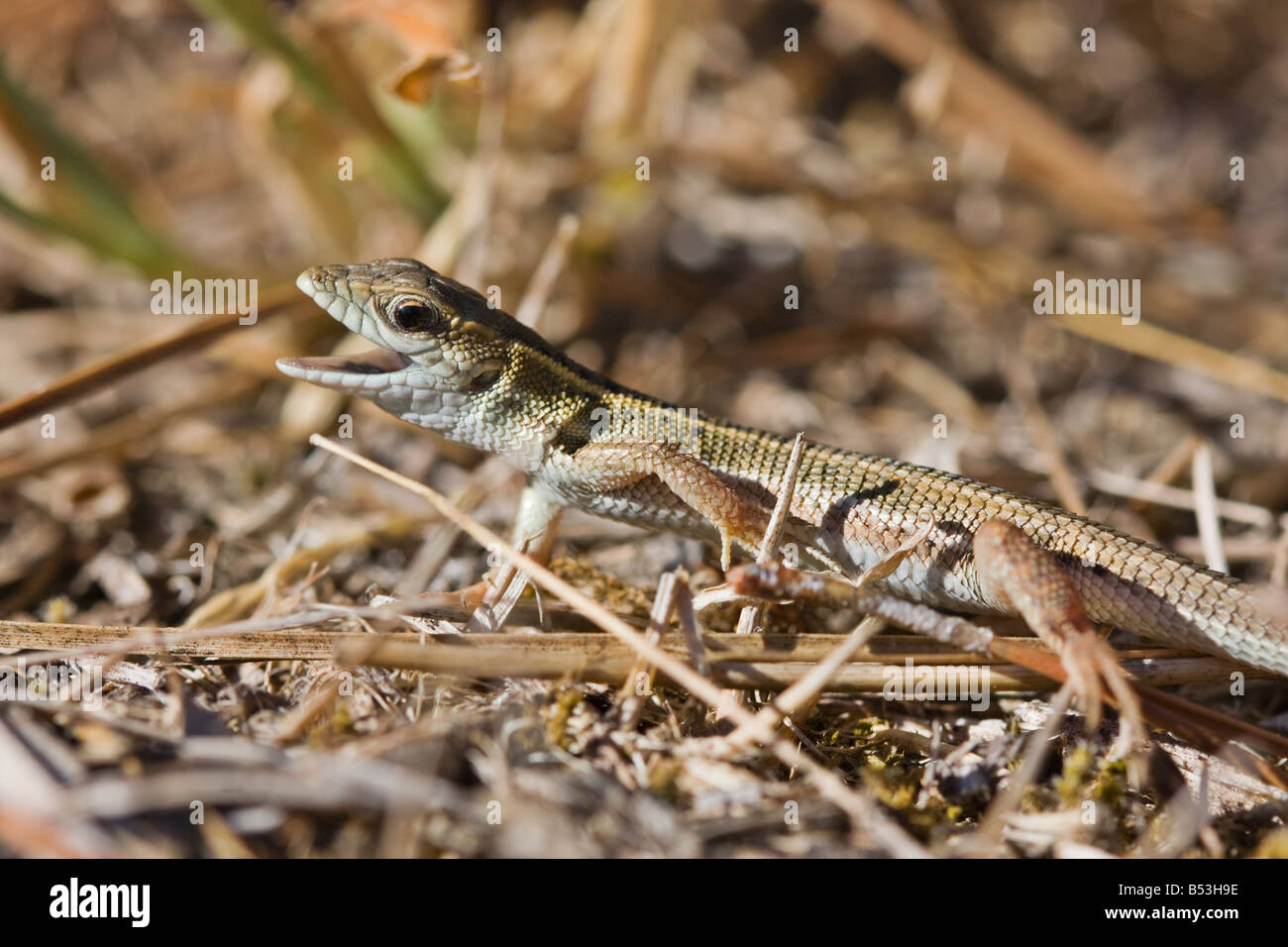 Ophisops elegans, Snake-eyed Lizard, Snake-eyed Lacertid Stock Photo ...