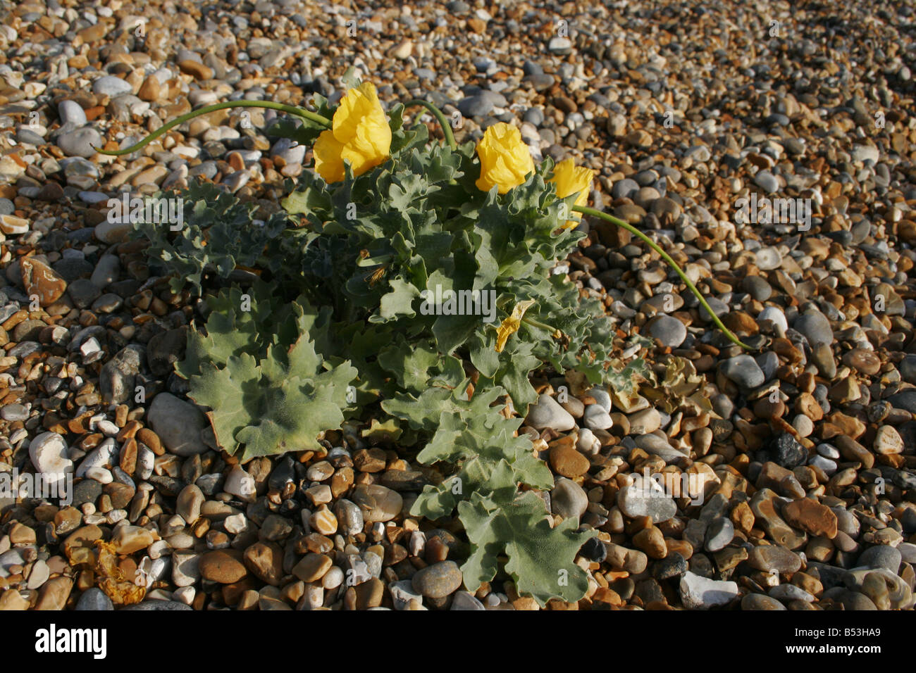 Yellow horned poppy, Glaucium flavum, growing on a shingle beach Stock ...
