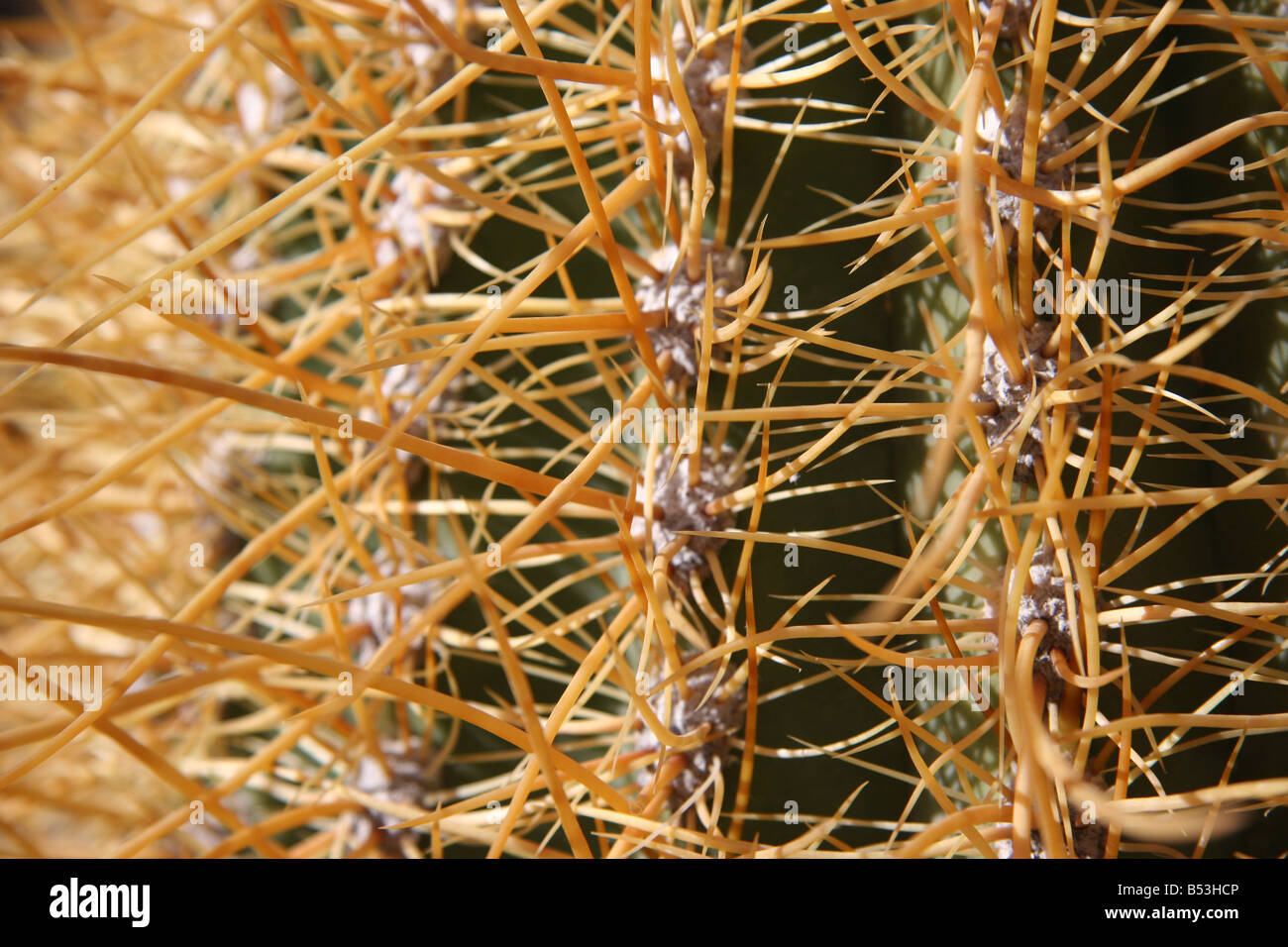 Spines of the Giant Cardon Cactus (Echinopsis atacamensis) from Isla ...
