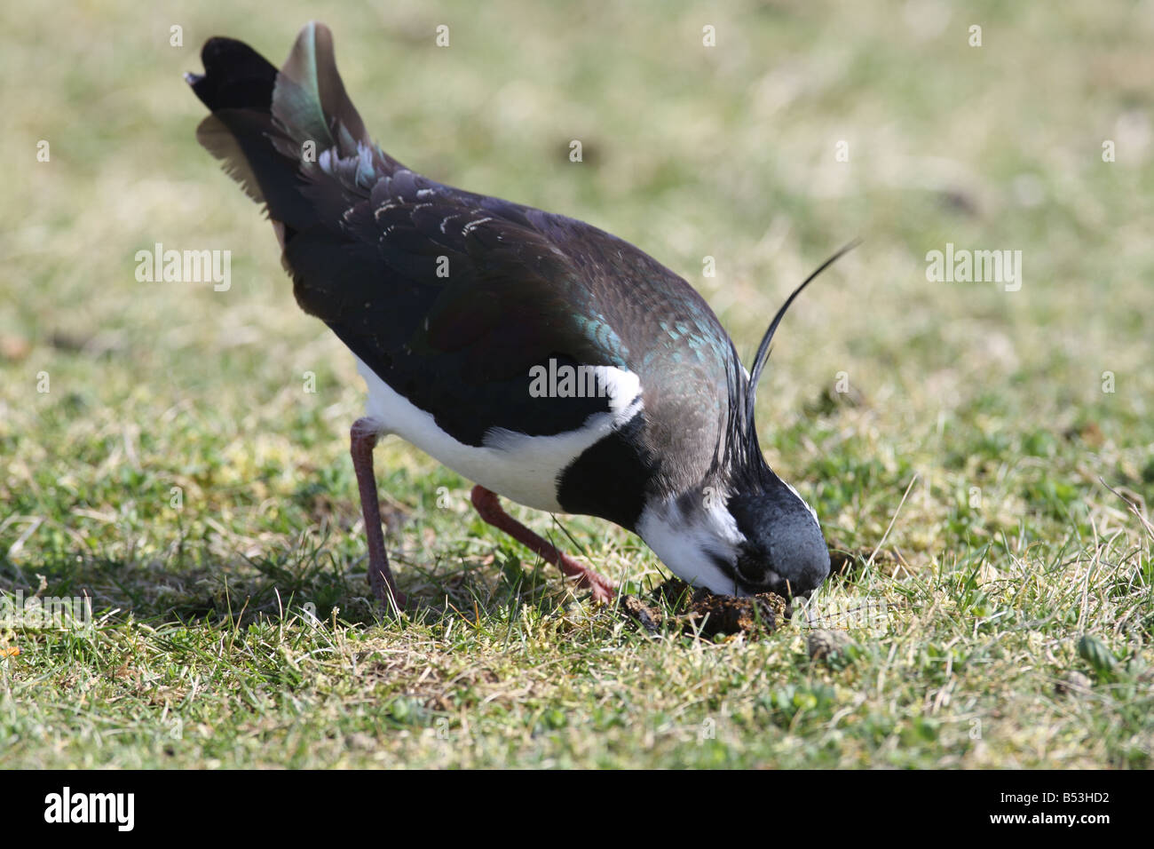 LAPWING Vanellus vanellus PROBING GROUND FOR WORMS SIDE VIEW Stock ...