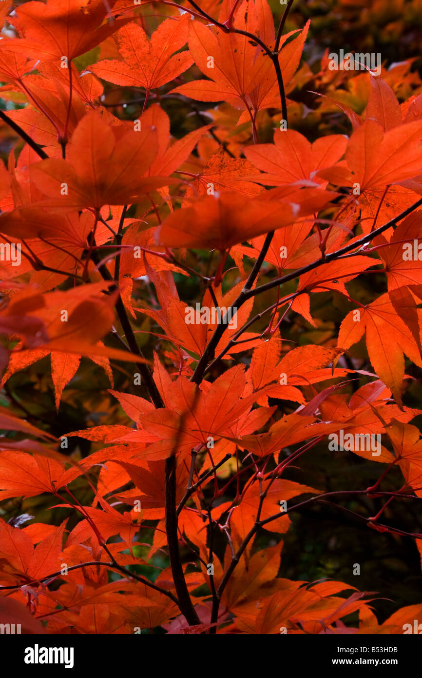 Red maple leaf pattern Stock Photo - Alamy
