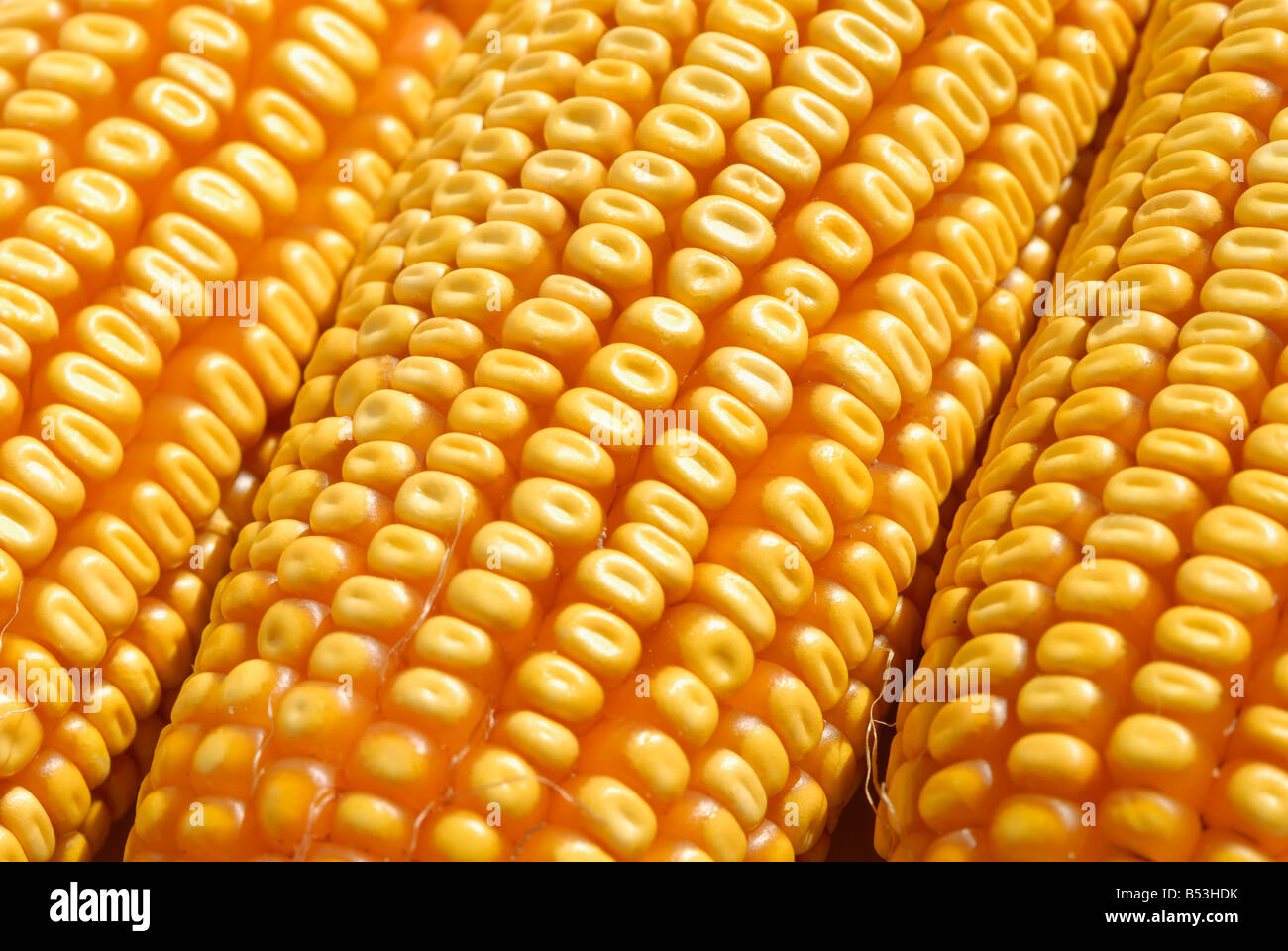 Corn cobbs with kernel dent Stock Photo - Alamy
