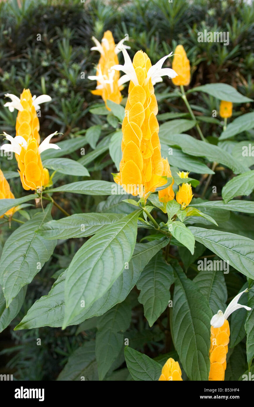 Golden Shrimp plant, Pachystachys lutia Stock Photo - Alamy