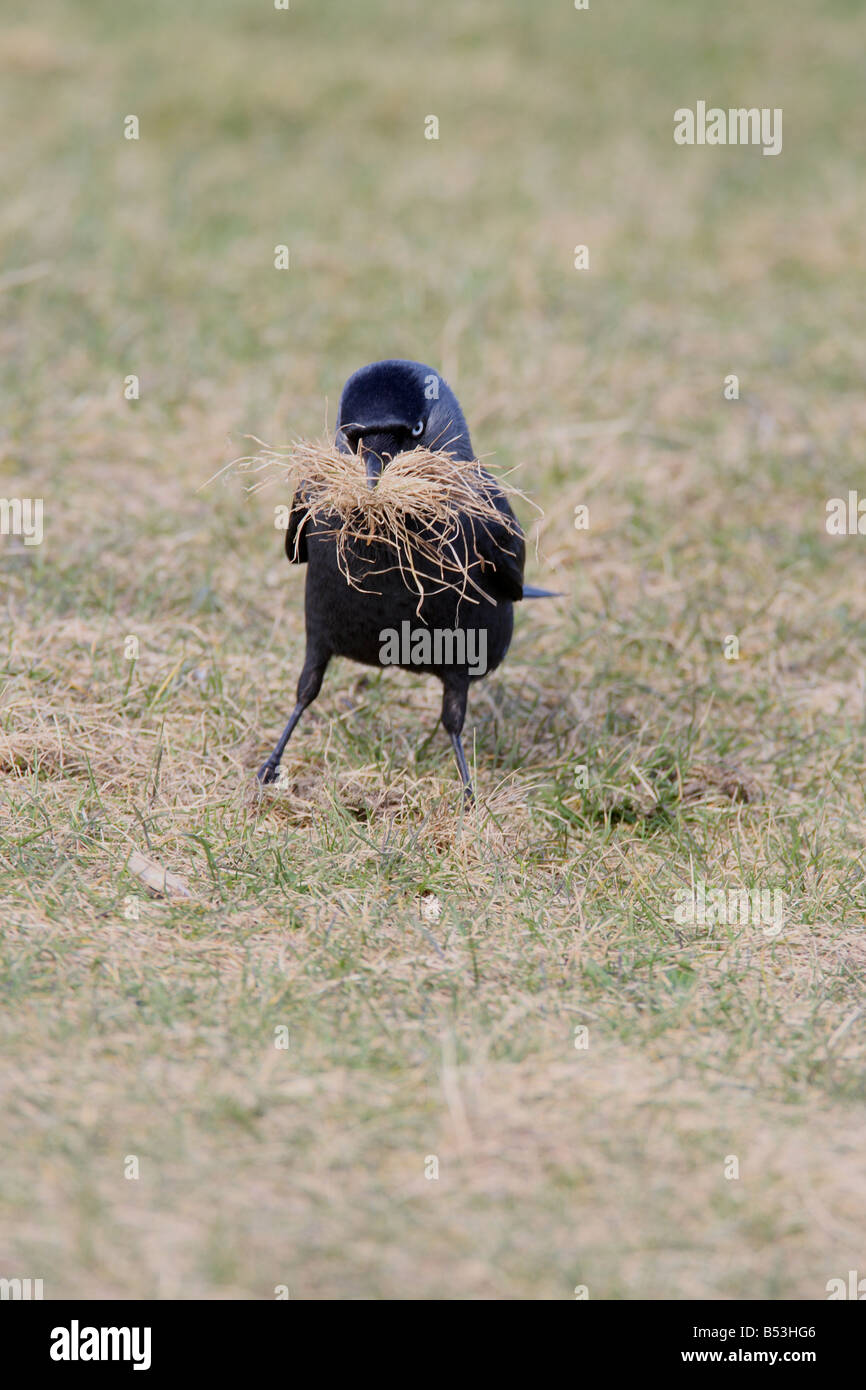 JACKDAW Corvus monedula COLLECTING NEST MATERIAL FRONT VIEW Stock Photo ...