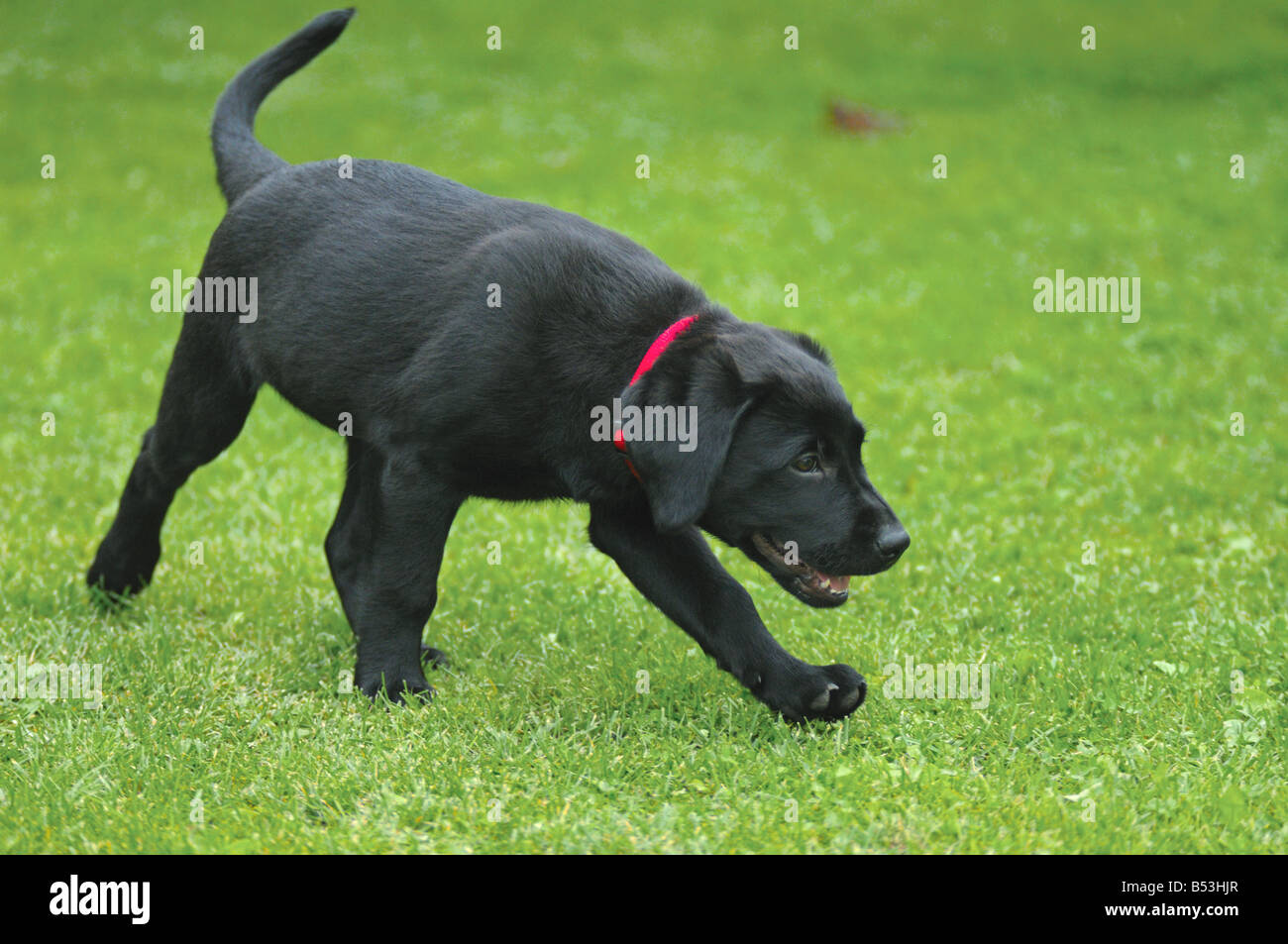 Labrador Retriever puppy - walking on meadow Stock Photo - Alamy