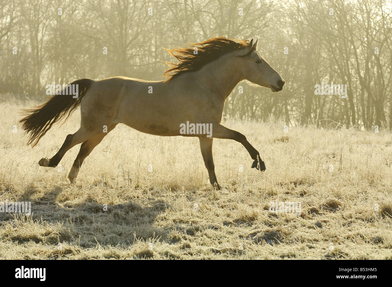Mangalargas hi-res stock photography and images - Alamy