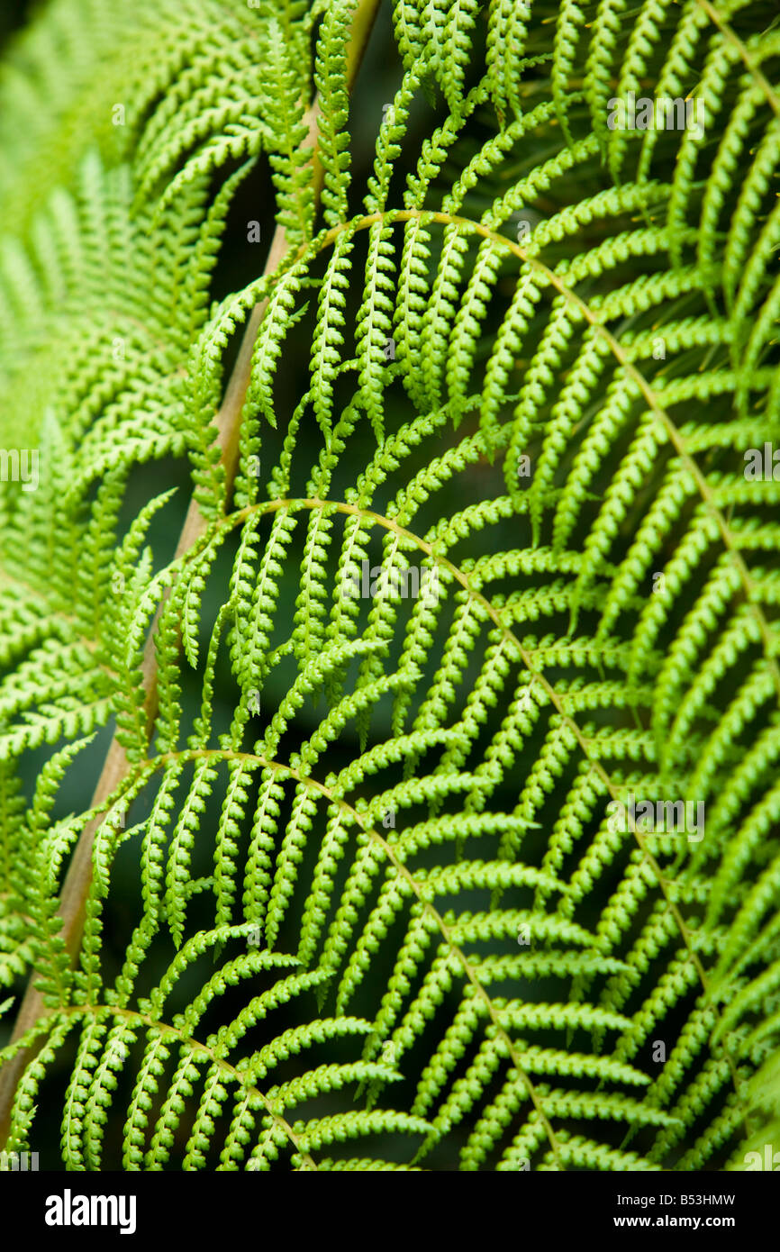 Tree Fern, Dicksonia Antartica Stock Photo - Alamy