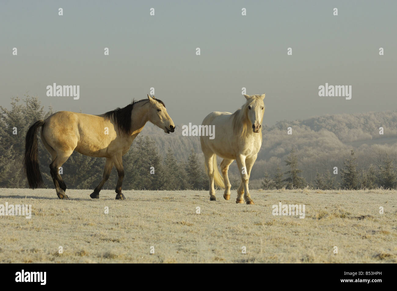Mangalargas hi-res stock photography and images - Alamy