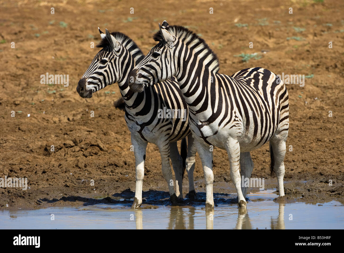 Pair wildlife hi-res stock photography and images - Alamy