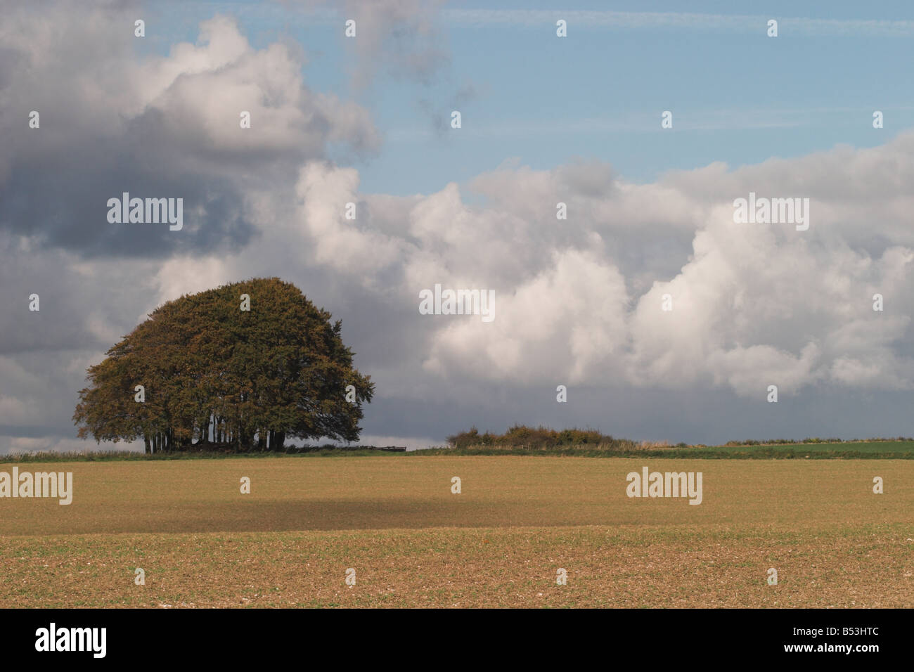 Copse of Beech Trees along The Ridgeway National Trail nr Marlborough ...