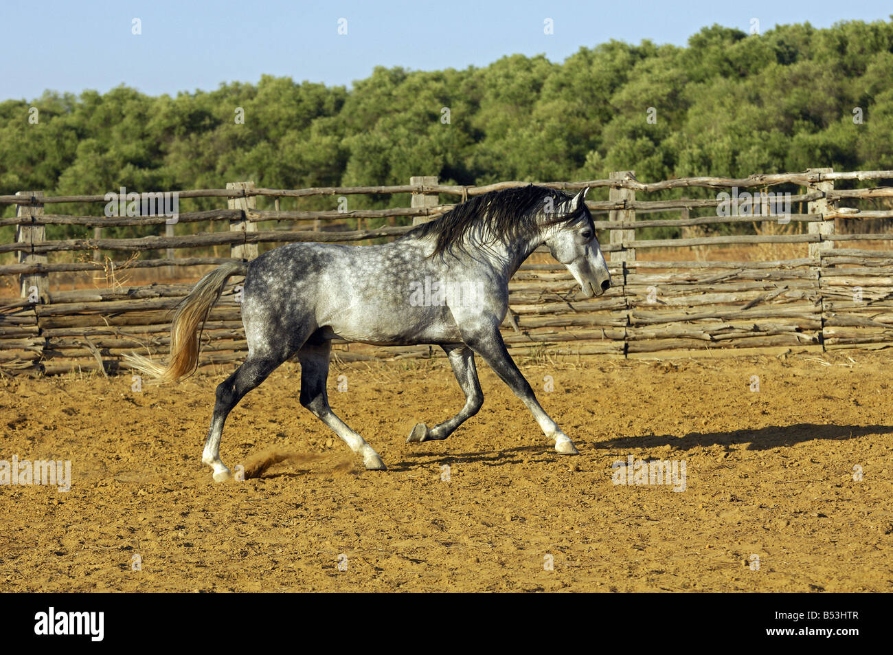 Pure Spanish-bred - trotting Stock Photo - Alamy
